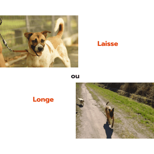 La longe pour de belles promenades éducatives | Cynosphère