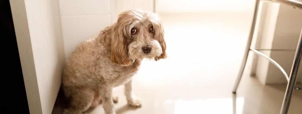 Anthropomorphisme : une identification risquée | Cynosphère