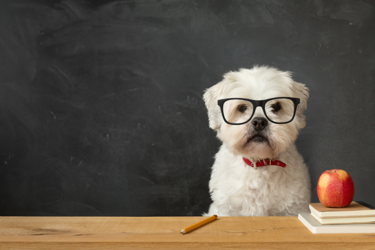 Les 3 apprentissages indispensables dans l'éducation du chien | Cynosphère