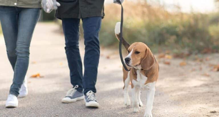 Les 3 apprentissages indispensables dans l'éducation du chien | Cynosphère