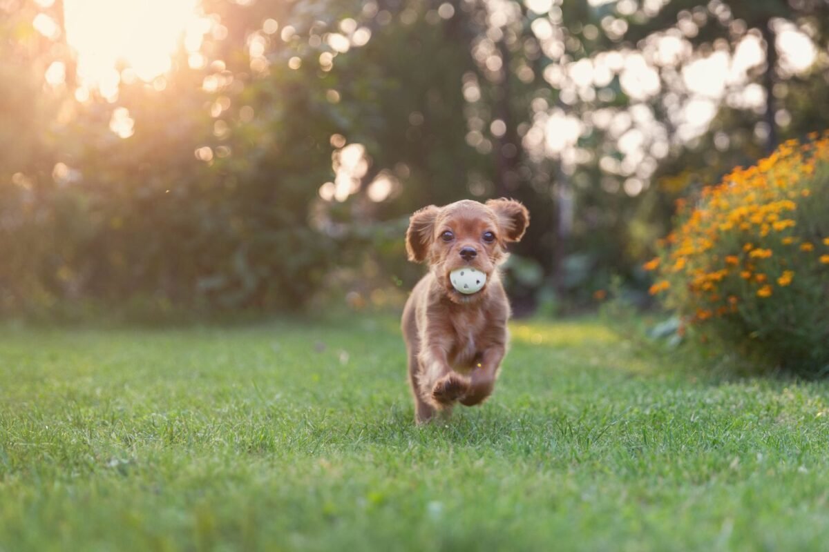 Pourquoi mon chien poursuit et que faire ? | Cynosphère