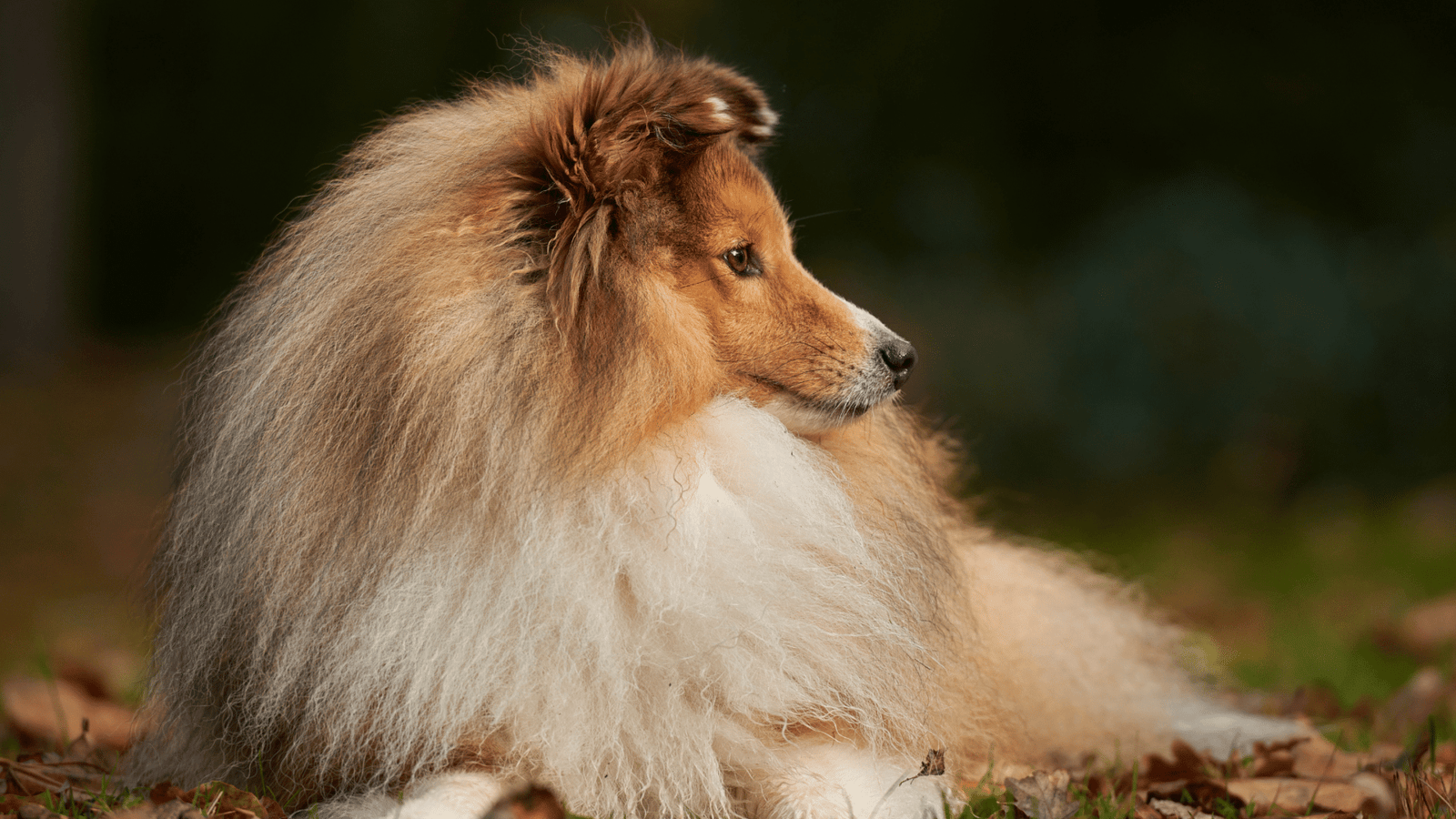 Le chien de berger | Cynosphère