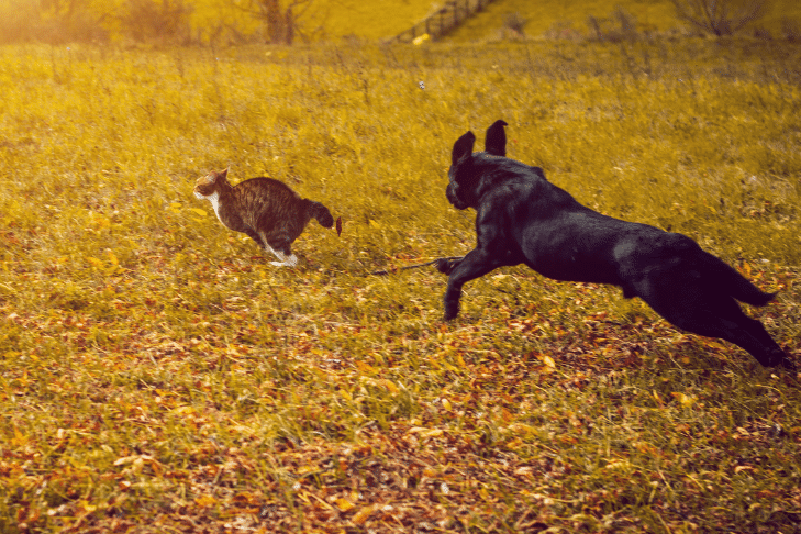 Guide de rééducation du chien réactif | Cynosphère